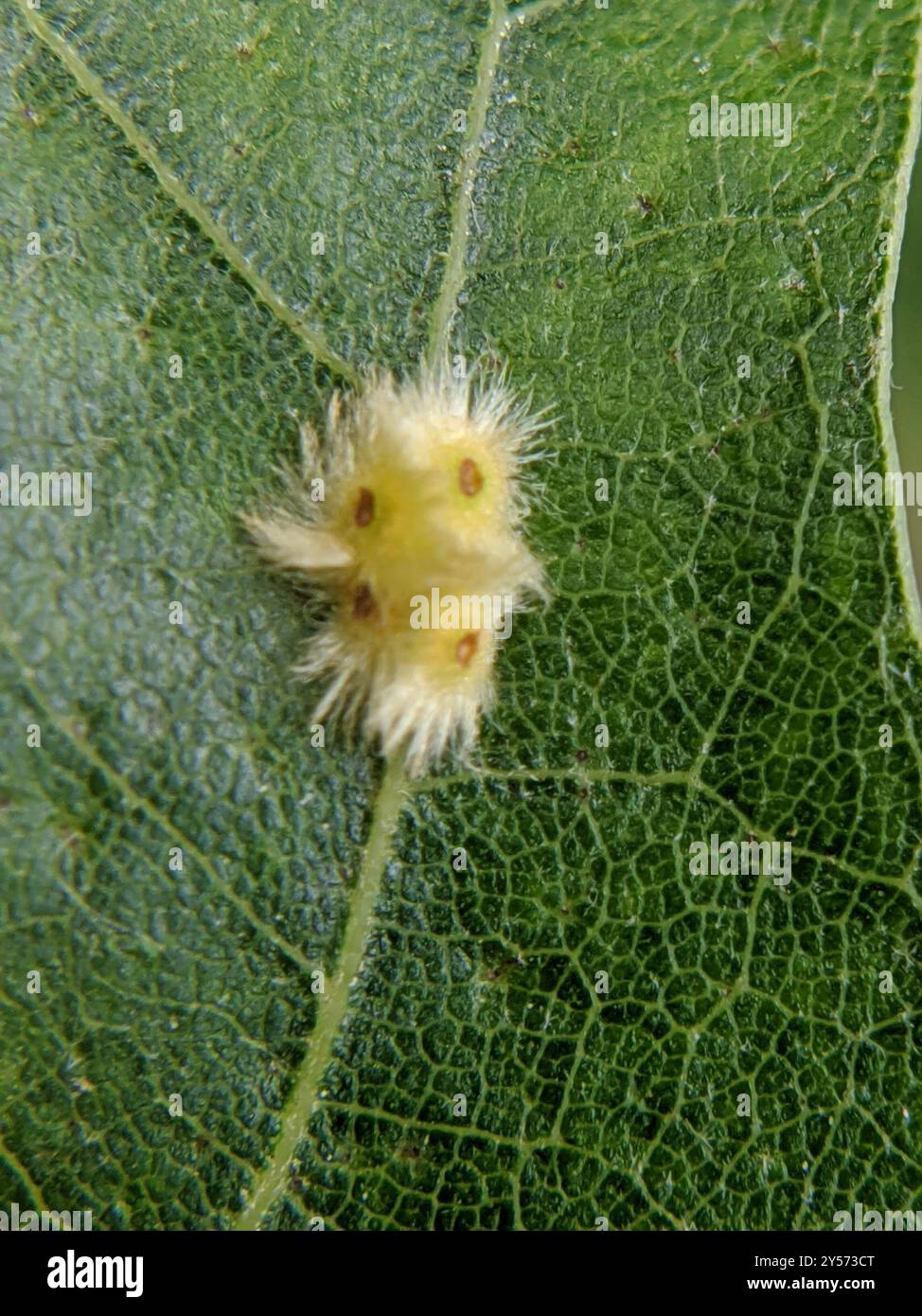 Furry Oak Leaf Gall Wasp (Callirhytis furva) Insecta Stock Photo - Alamy