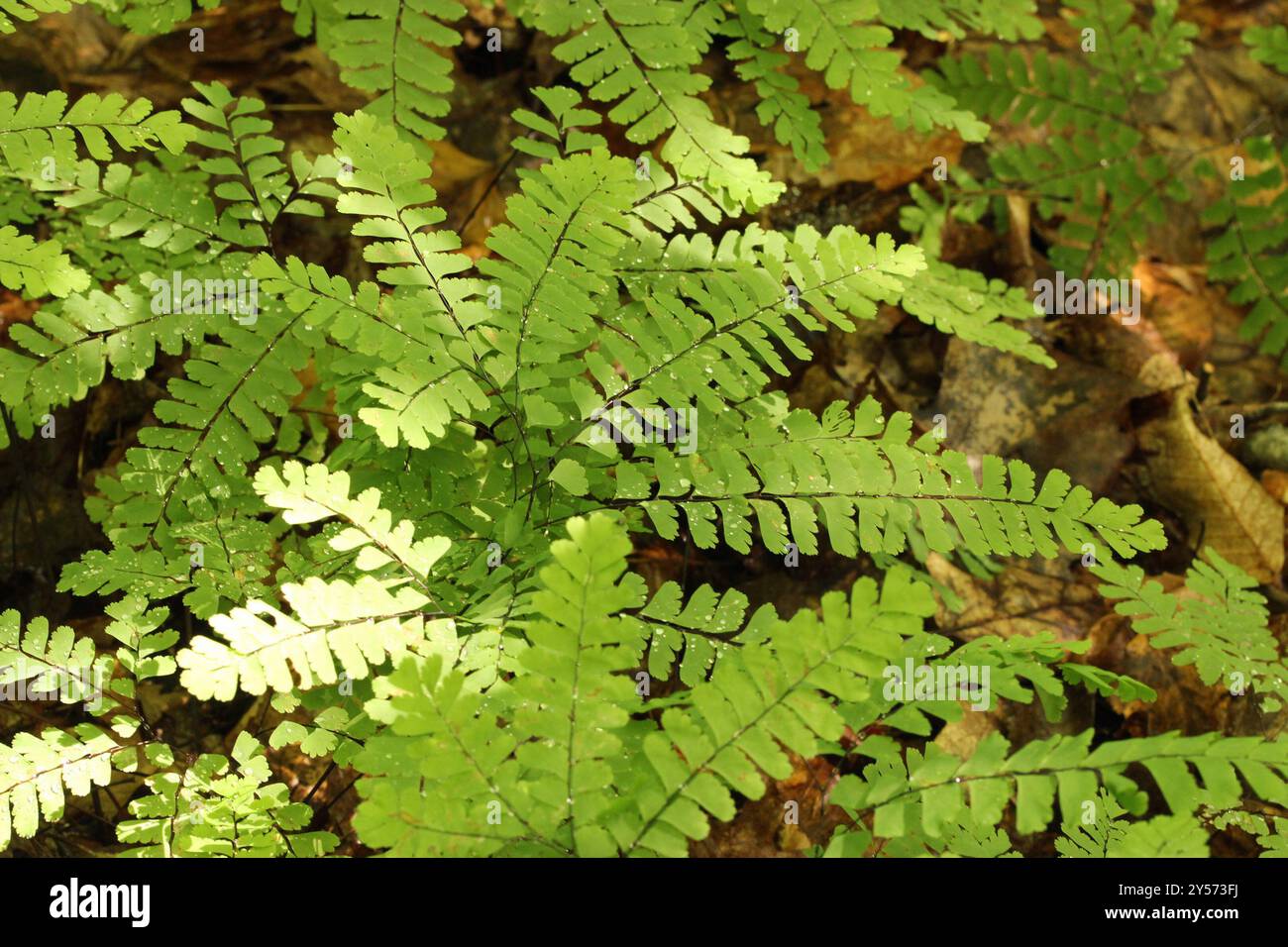 northern maidenhair fern (Adiantum pedatum) Plantae Stock Photo - Alamy