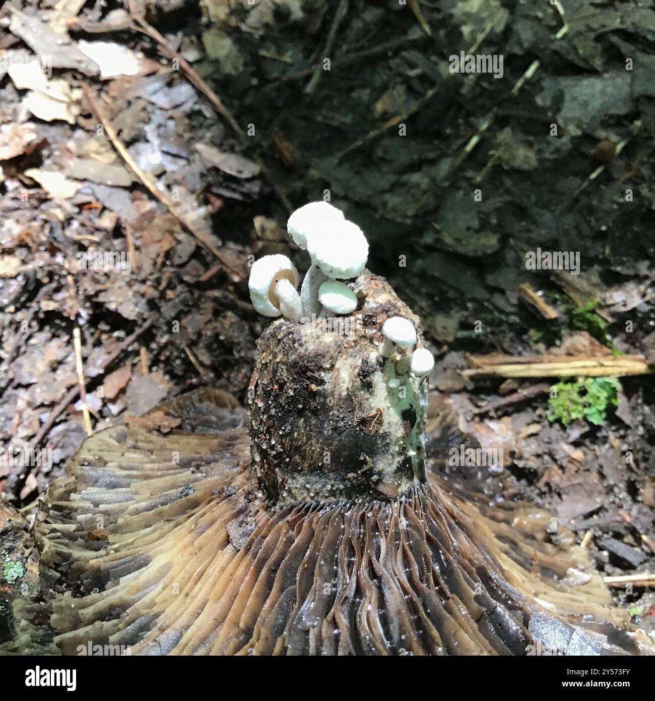 Powder Cap (Asterophora lycoperdoides) Fungi Stock Photo - Alamy