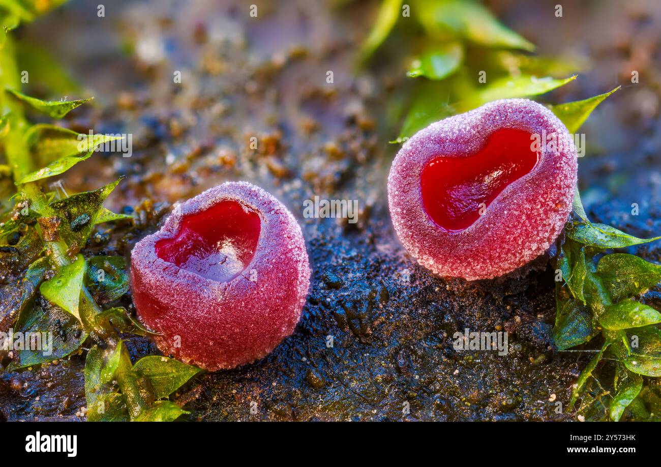 Wood-rotting cup fungus - Ascocoryne sarcoides Stock Photo - Alamy