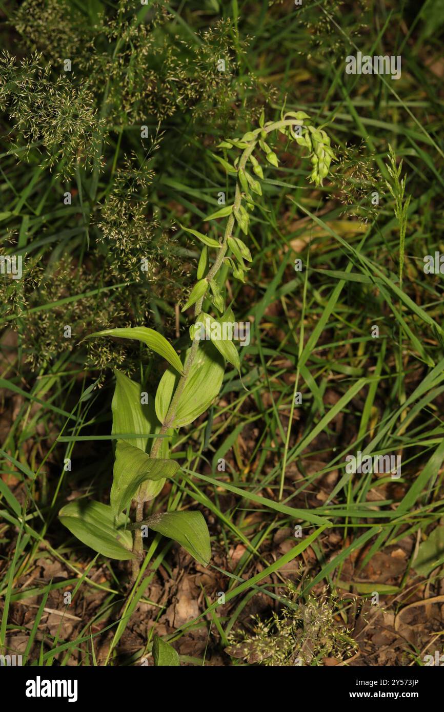 Broad-leaved helleborine (Epipactis helleborine) Plantae Stock Photo ...