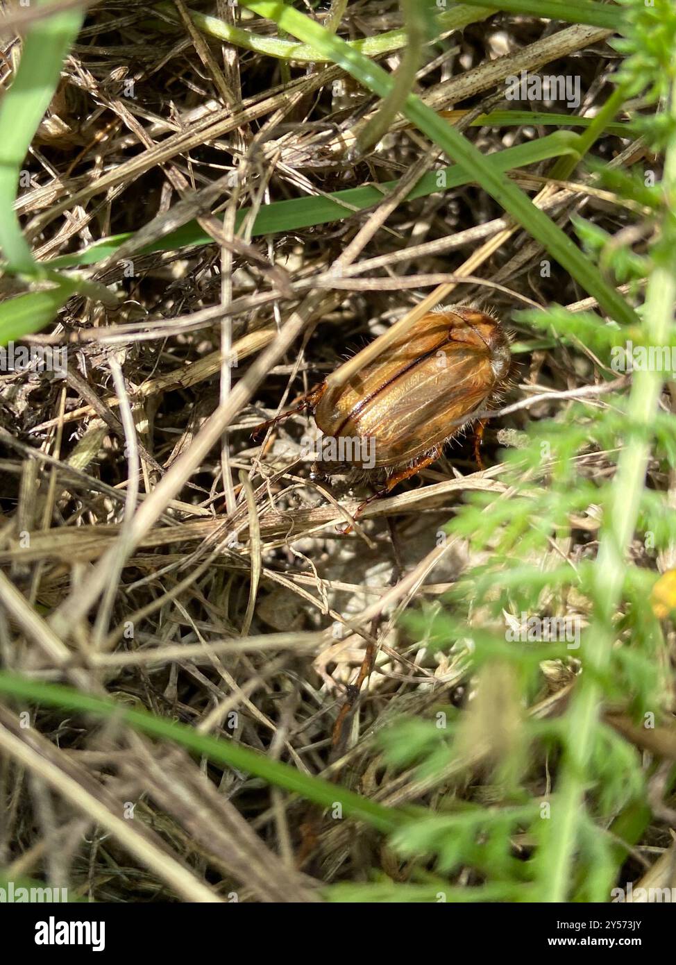 Summer Chafer (Amphimallon solstitiale) Insecta Stock Photo - Alamy