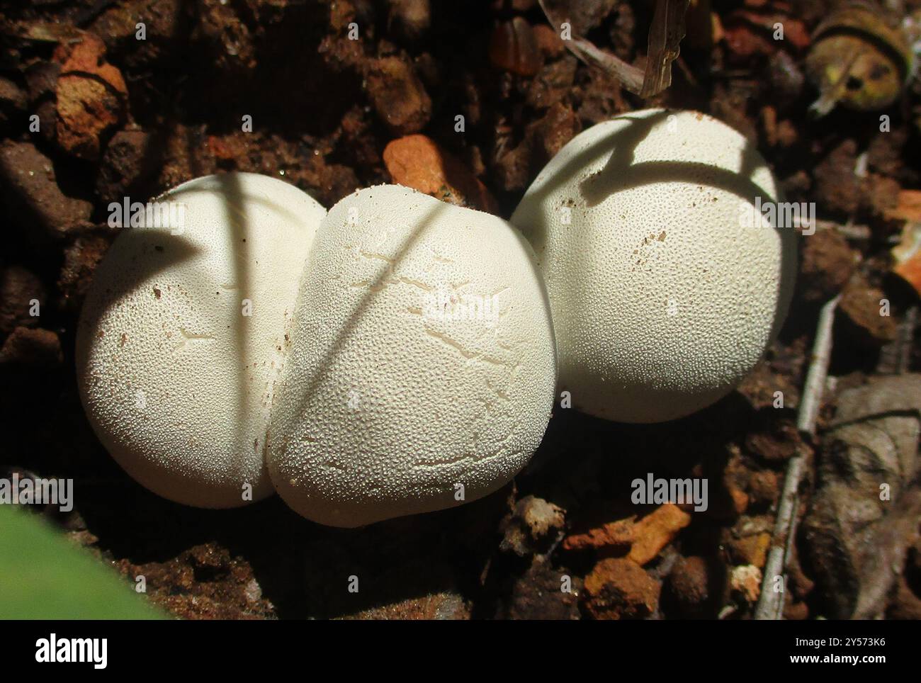 puffballs (Lycoperdaceae) Fungi Stock Photo - Alamy