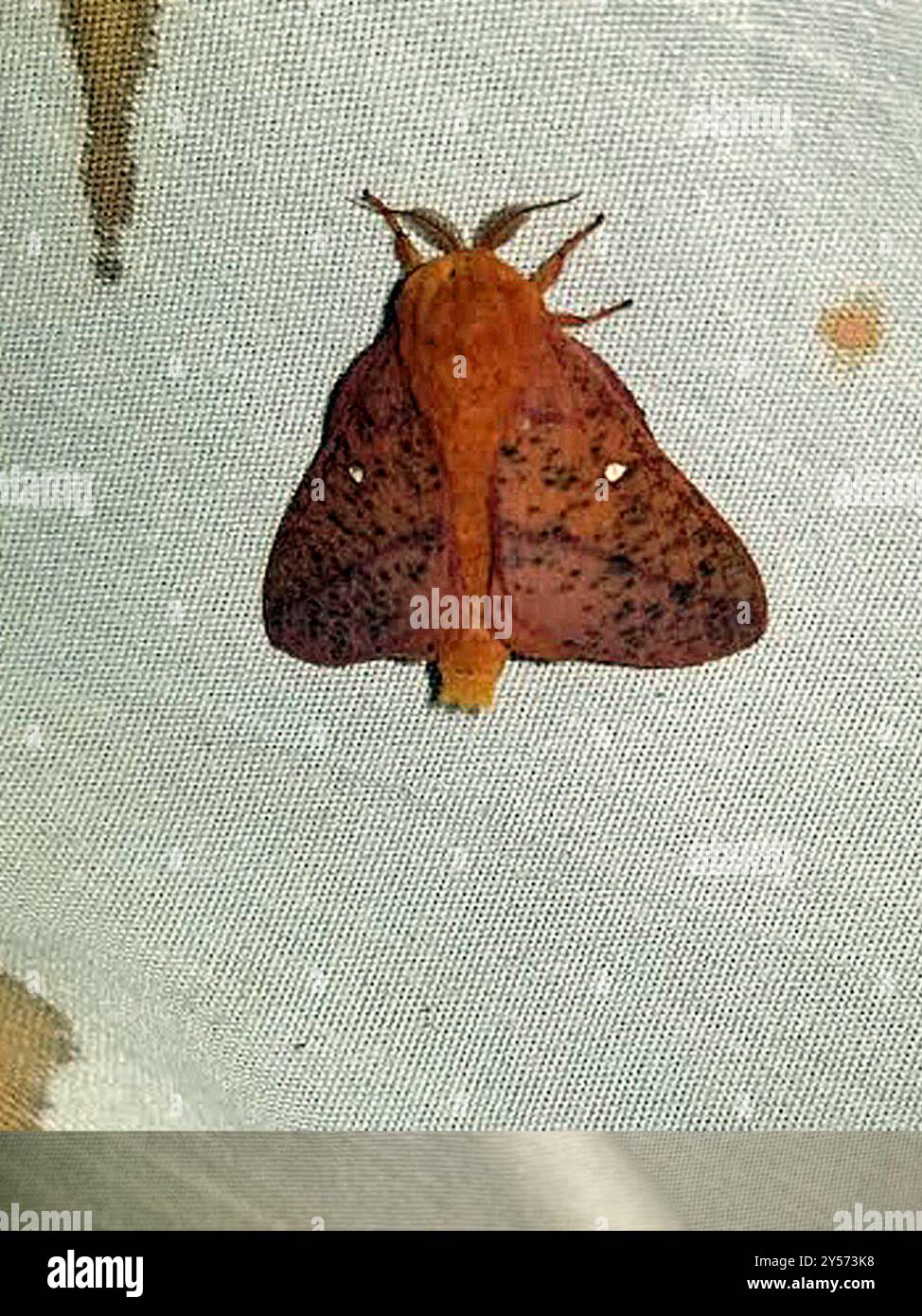 Oakworm moth hi-res stock photography and images - Alamy