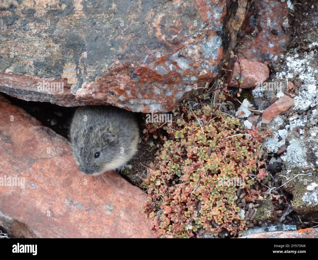 Lemmus trimucronatus hi-res stock photography and images - Alamy