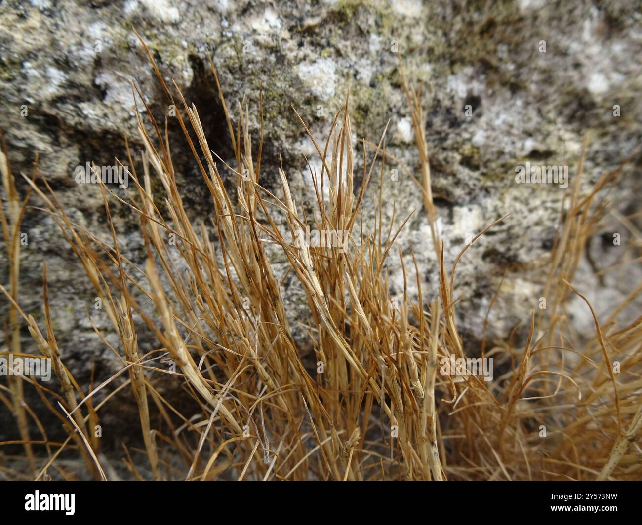 Hard-grass (Parapholis strigosa) Plantae Stock Photo - Alamy
