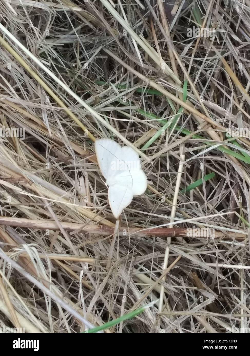 Confused Eusarca Moth (Eusarca confusaria) Insecta Stock Photo - Alamy