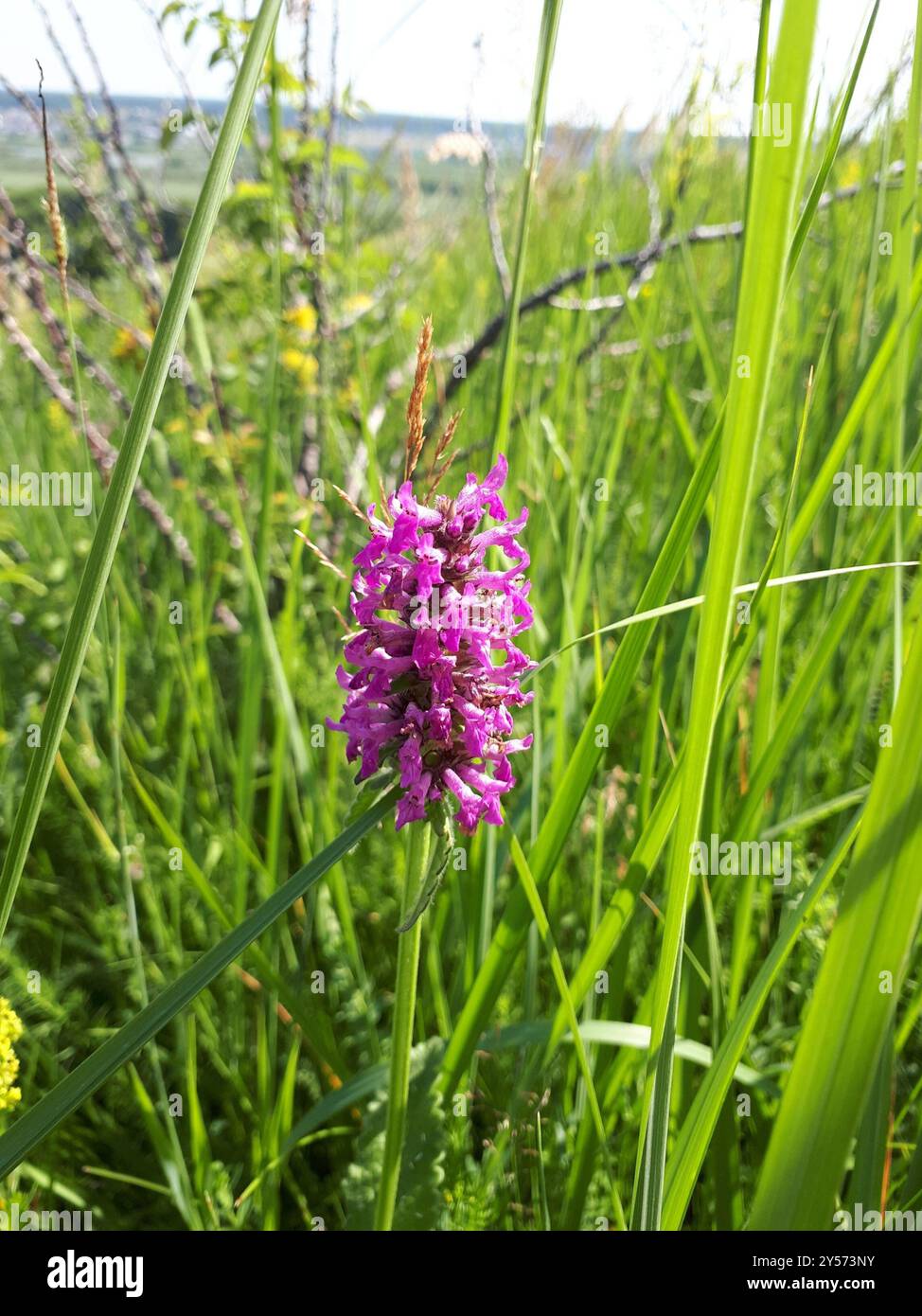 common hedge-nettle (Betonica officinalis) Plantae Stock Photo - Alamy