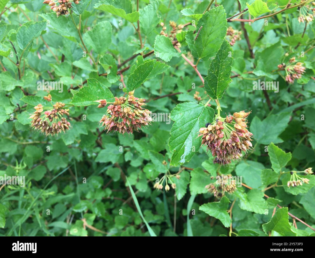 common ninebark (Physocarpus opulifolius) Plantae Stock Photo - Alamy