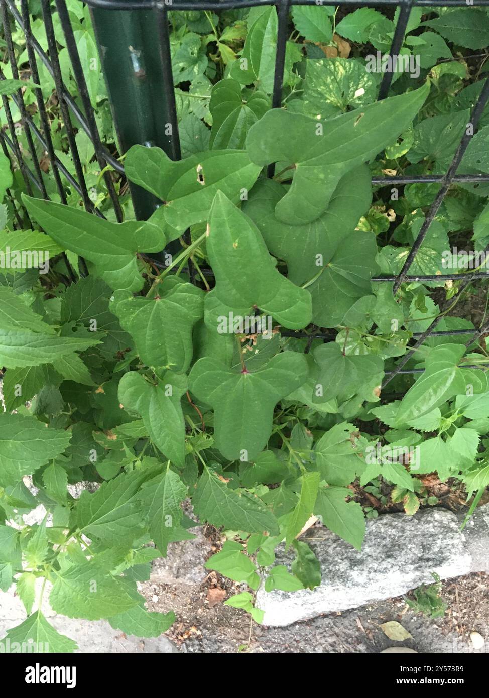 Chinese yam (Dioscorea polystachya) Plantae Stock Photo - Alamy