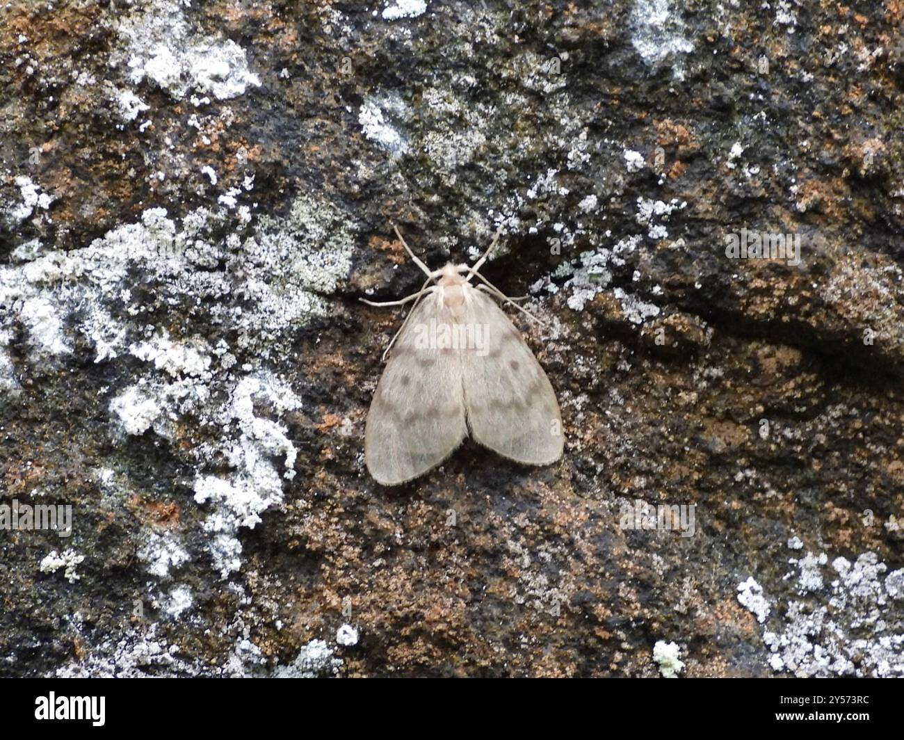 Muslin Footman (Nudaria mundana) Insecta Stock Photo - Alamy