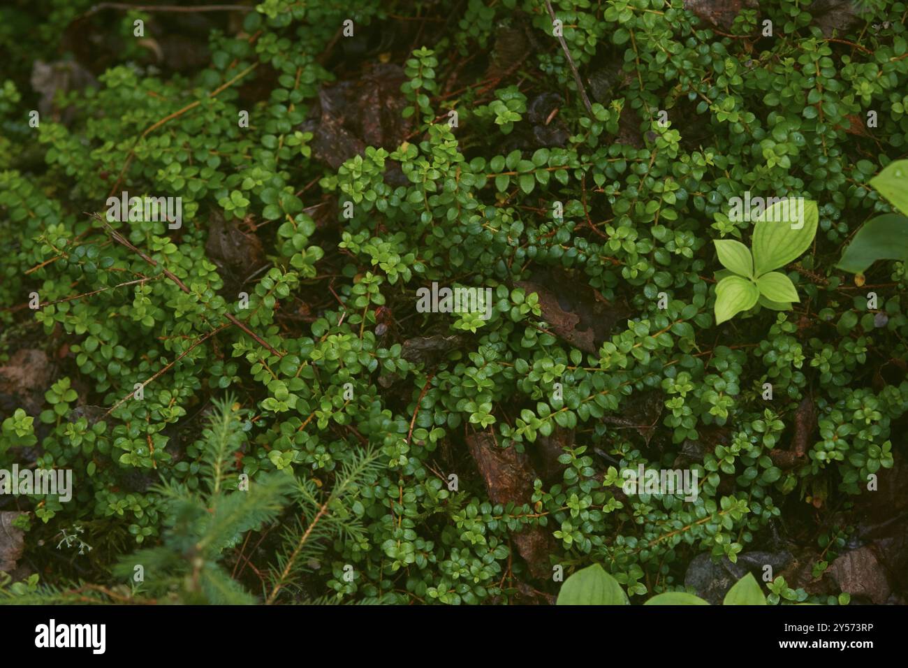 creeping snowberry (Gaultheria hispidula) Plantae Stock Photo - Alamy