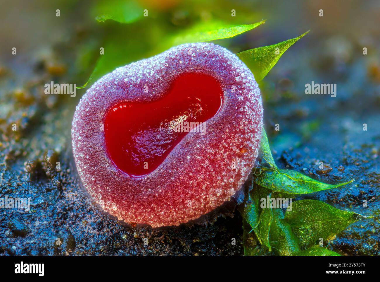 Wood-rotting cup fungus - Ascocoryne sarcoides Stock Photo - Alamy