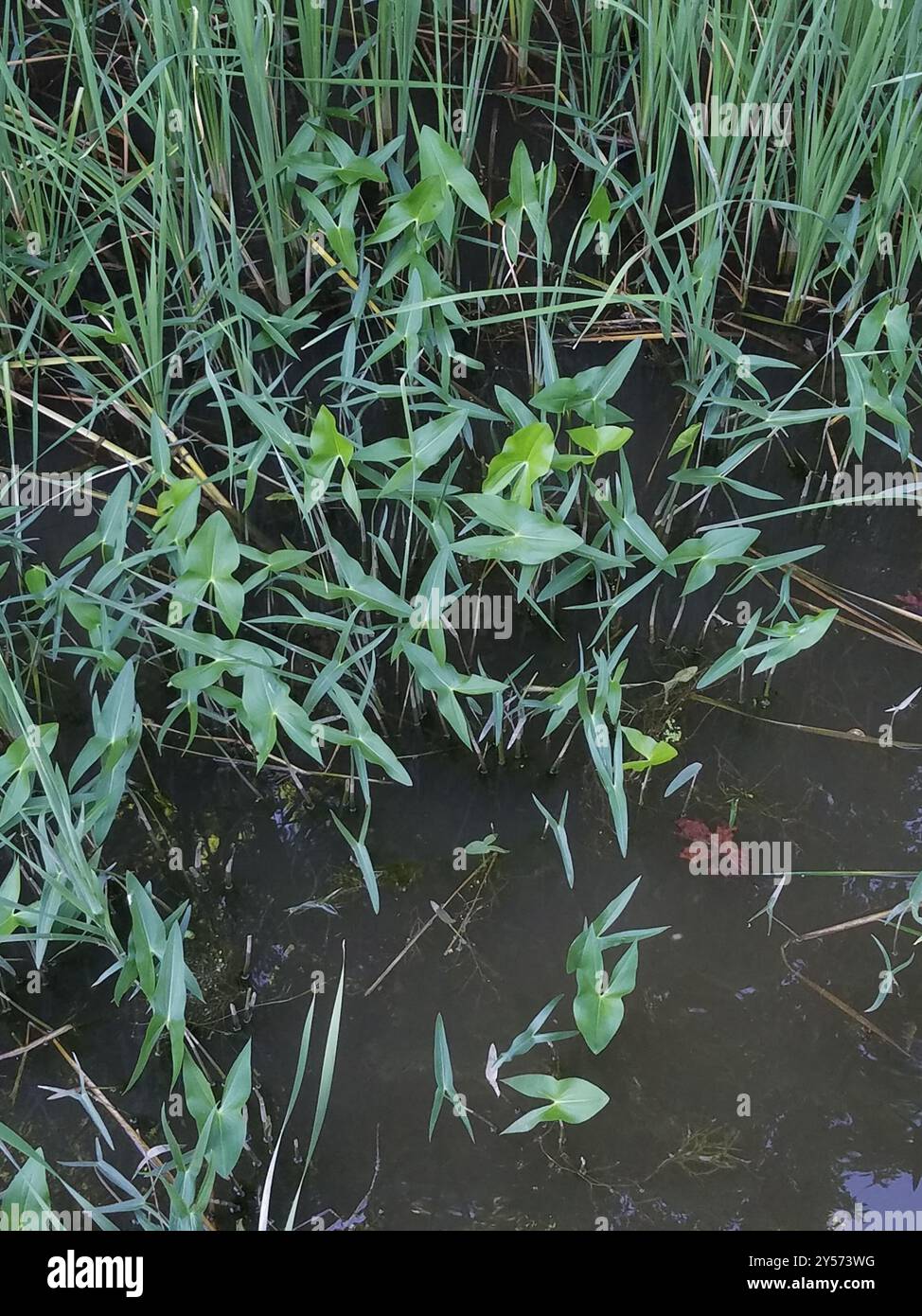 broadleaf arrowhead (Sagittaria latifolia) Plantae Stock Photo - Alamy