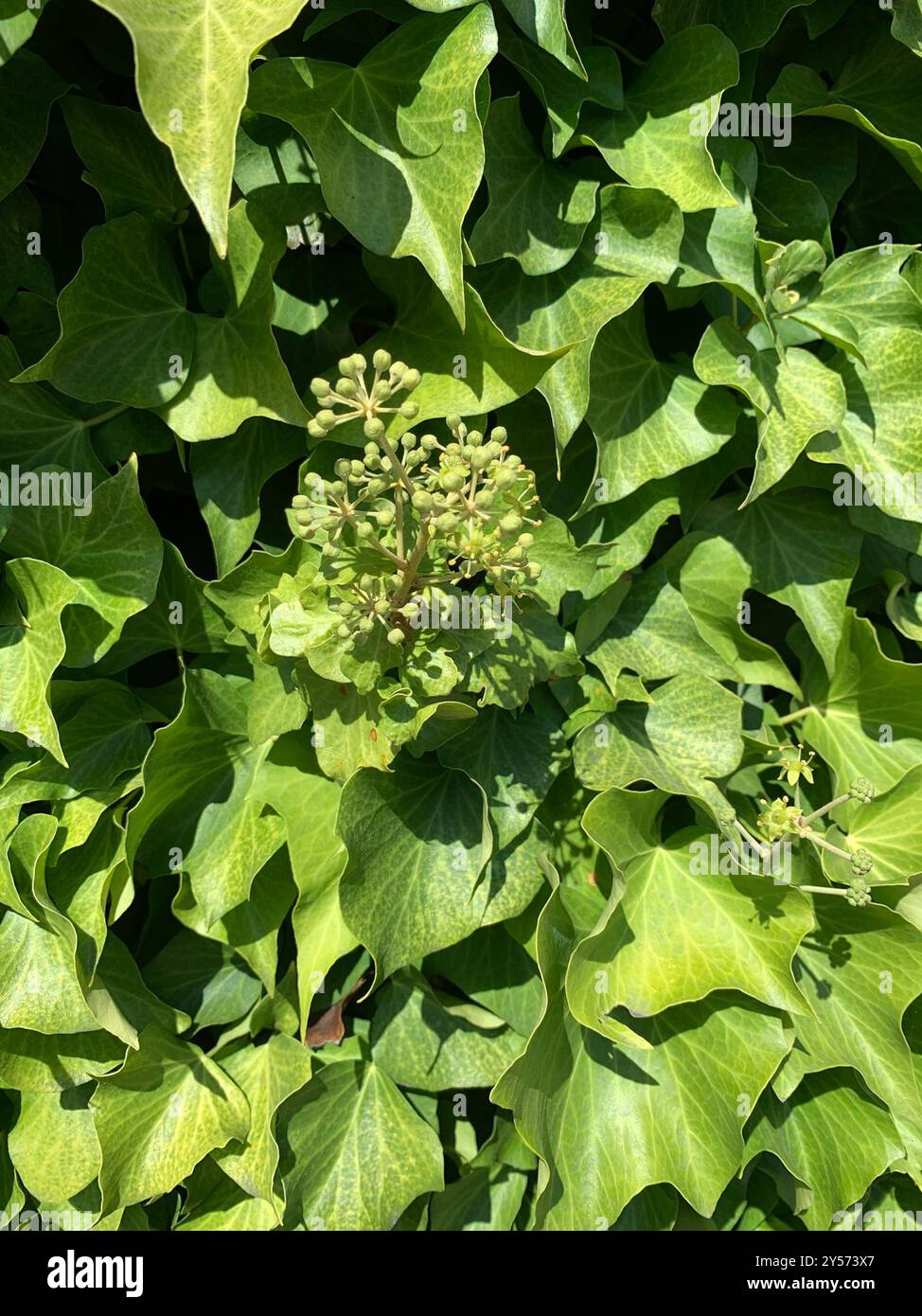 Canary Islands Ivy (Hedera canariensis) Plantae Stock Photo - Alamy