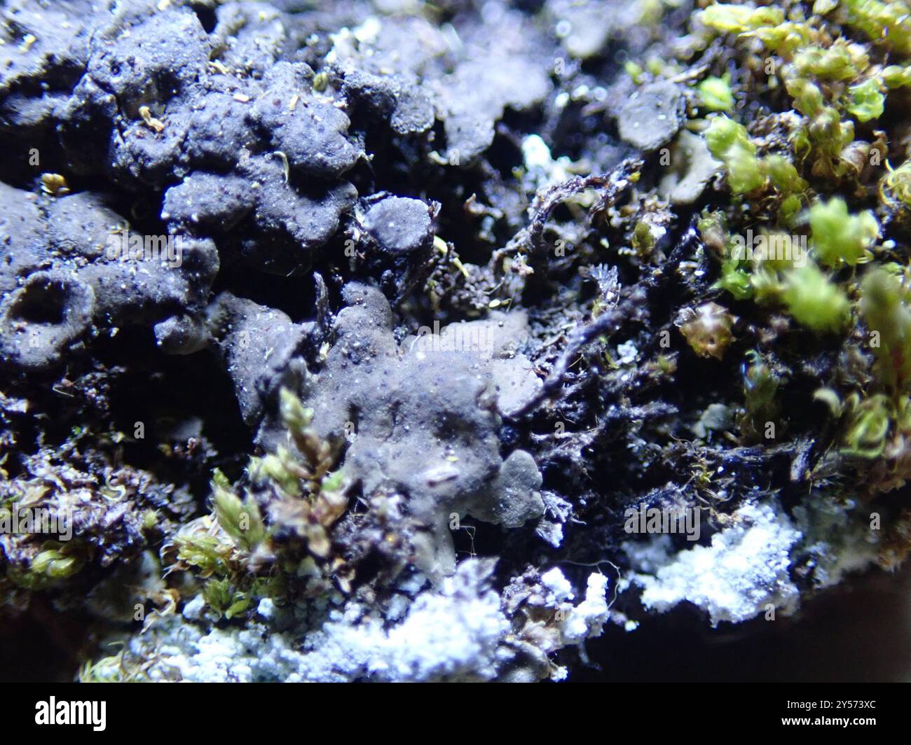 Earth Lichen (Placidium lachneum) Fungi Stock Photo - Alamy