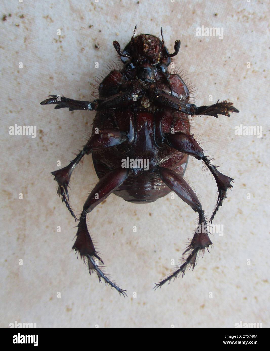 Giant Dung Beetles (Heliocopris) Insecta Stock Photo - Alamy