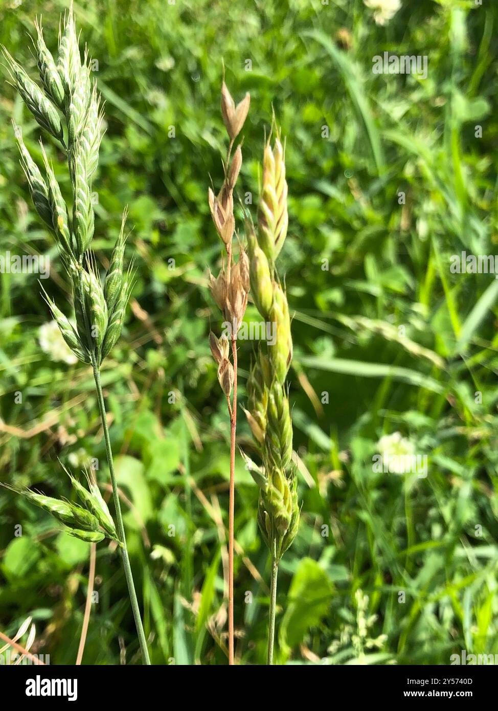 common soft brome (Bromus hordeaceus) Plantae Stock Photo - Alamy