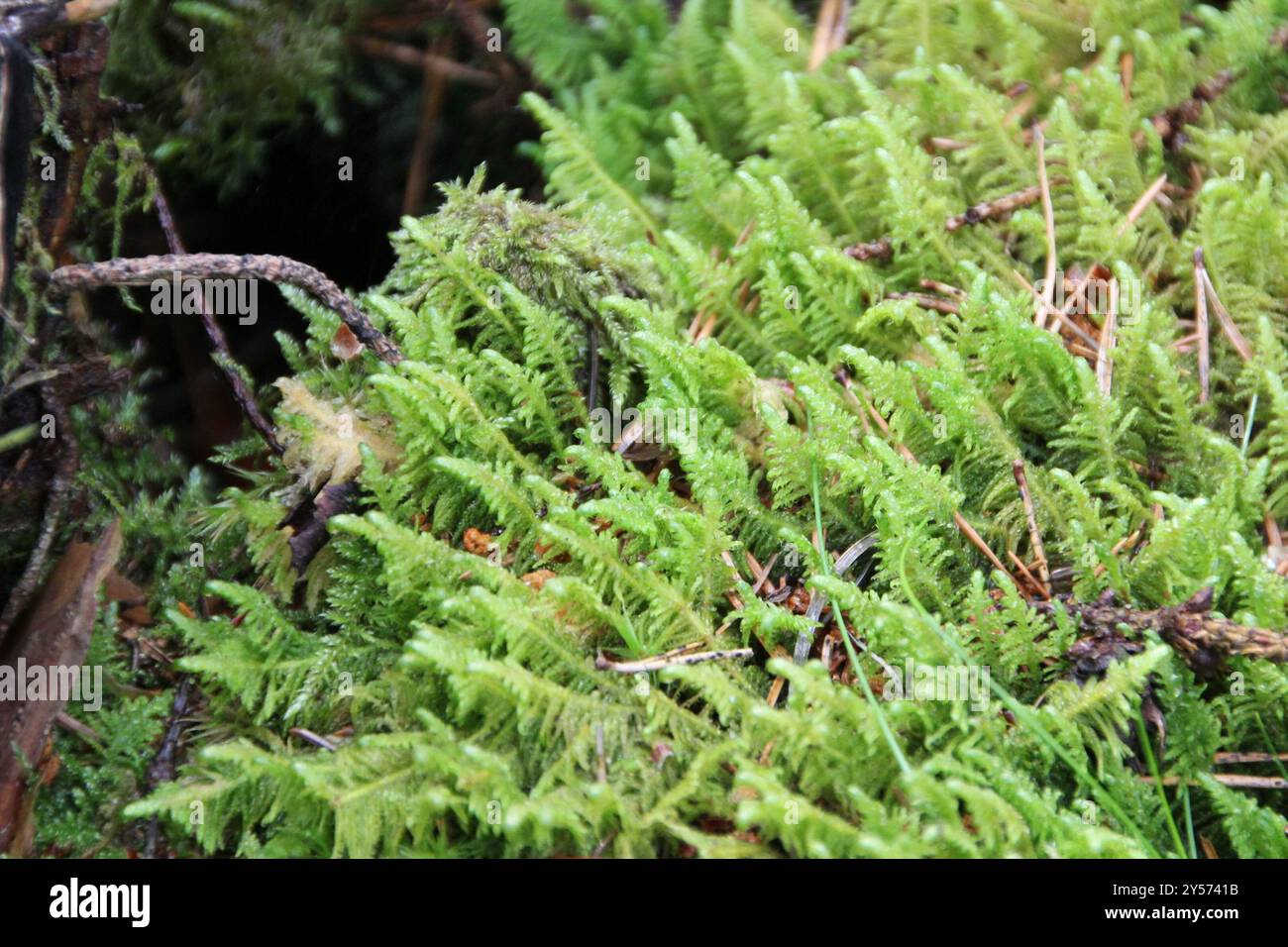 Ostrich-plume Moss (Ptilium crista-castrensis) Plantae Stock Photo - Alamy