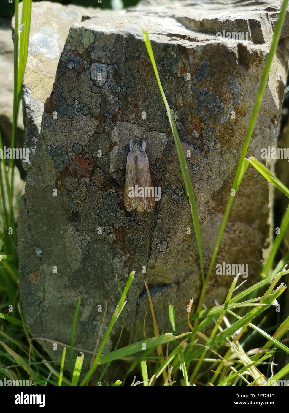 Shark Moth (Cucullia umbratica) Insecta Stock Photo - Alamy