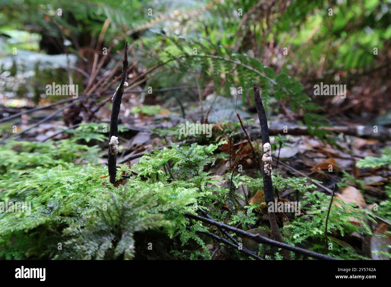 Vegetable caterpillar (Ophiocordyceps robertsii) Fungi Stock Photo - Alamy