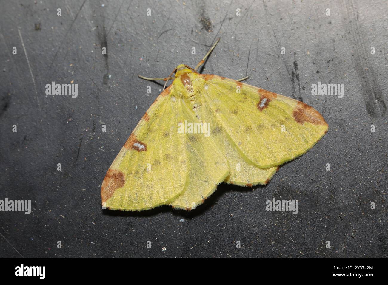 Brimstone Moth (Opisthograptis luteolata) Insecta Stock Photo - Alamy