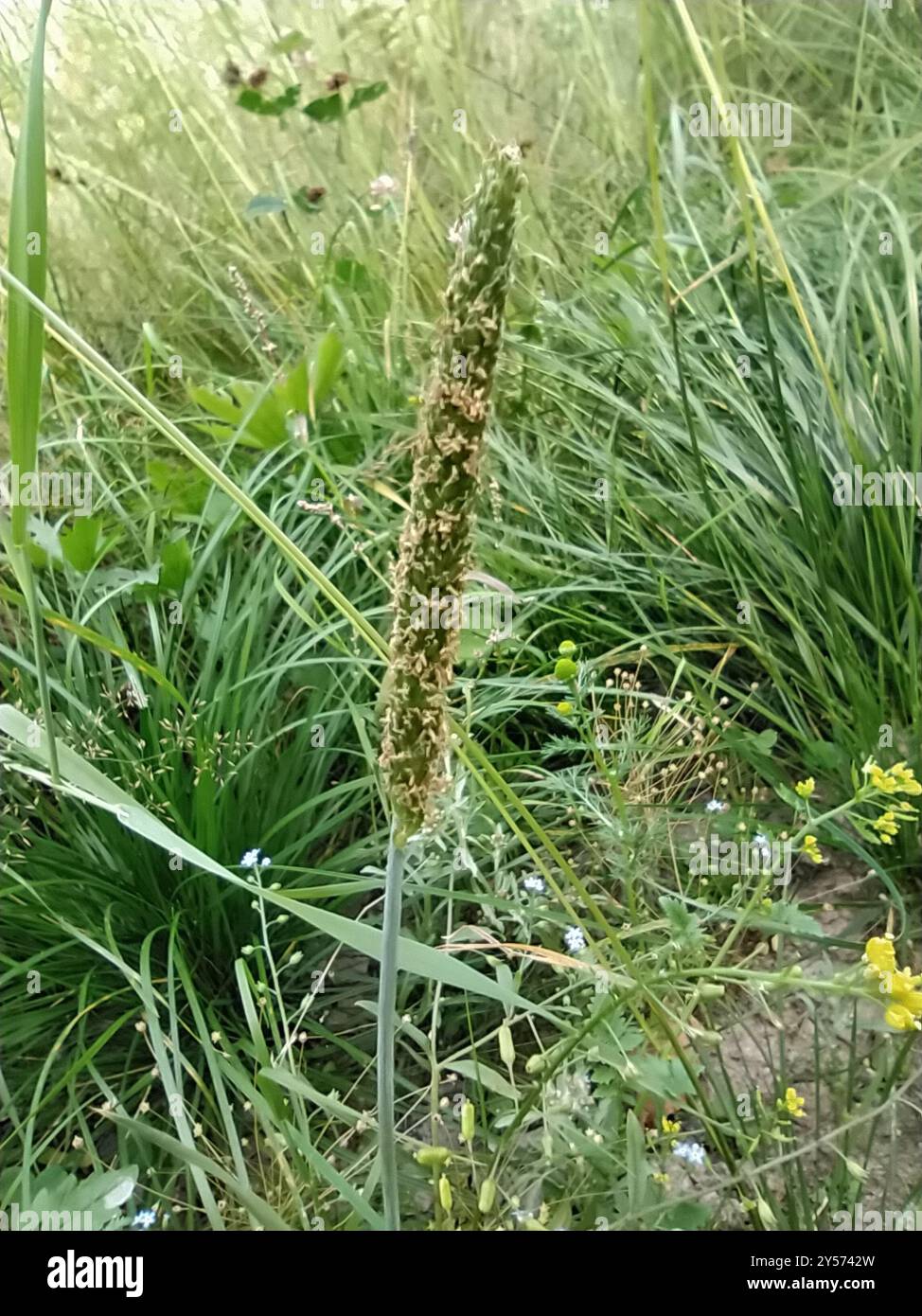 short-awn foxtail (Alopecurus aequalis) Plantae Stock Photo - Alamy