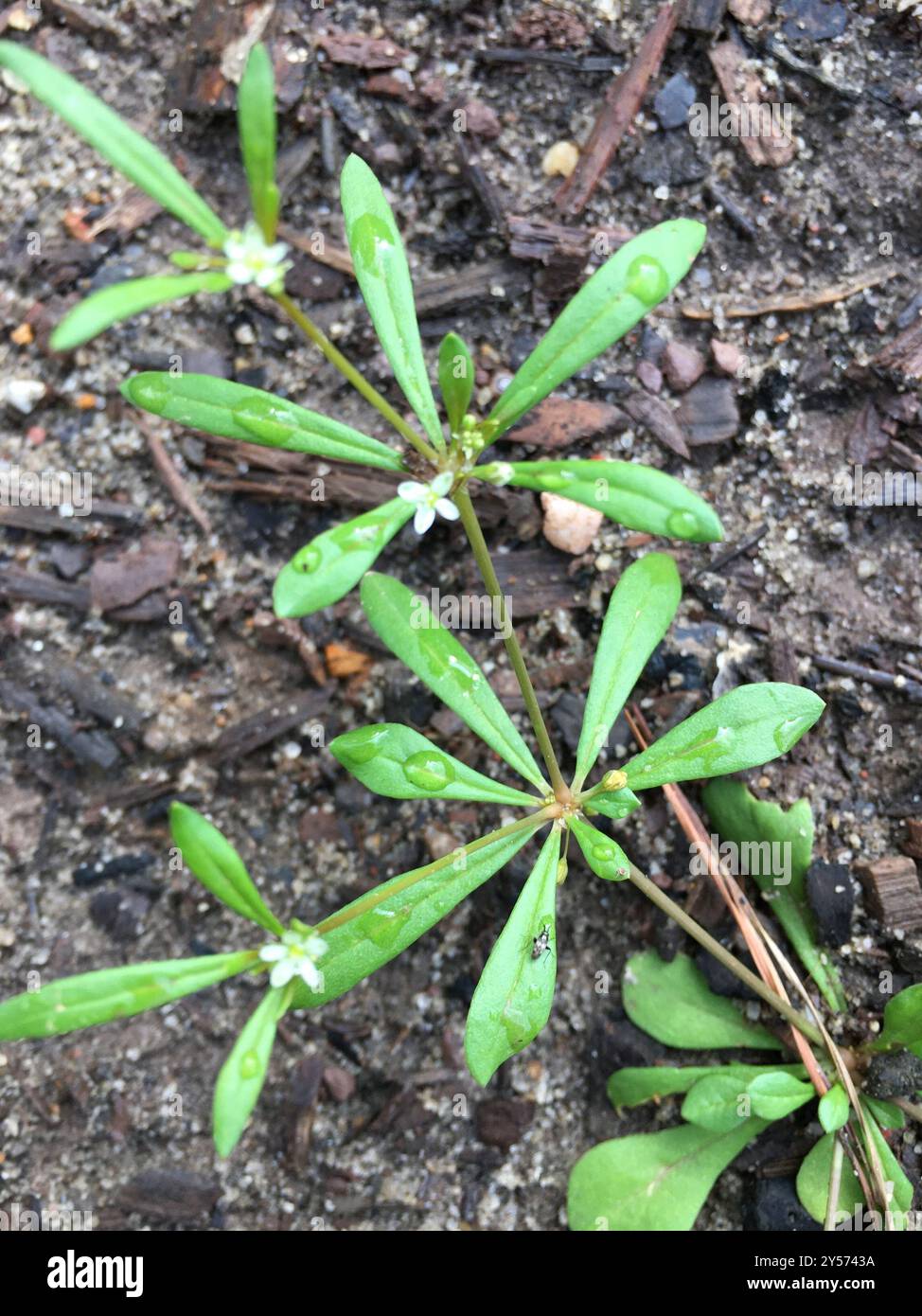 green carpetweed (Mollugo verticillata) Plantae Stock Photo - Alamy