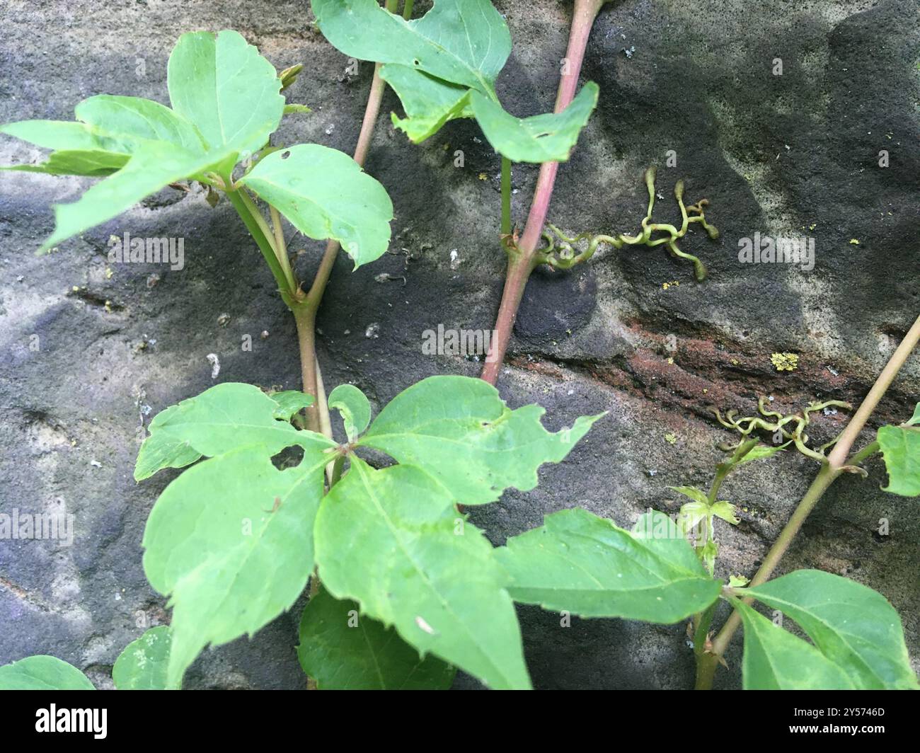 Virginia creeper (Parthenocissus quinquefolia) Plantae Stock Photo - Alamy