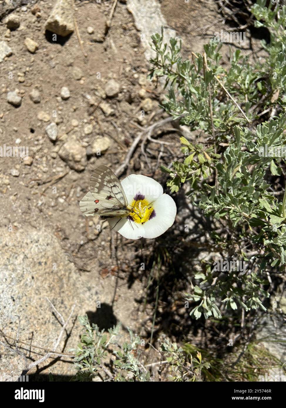 Clodius Parnassian (Parnassius clodius) Insecta Stock Photo - Alamy