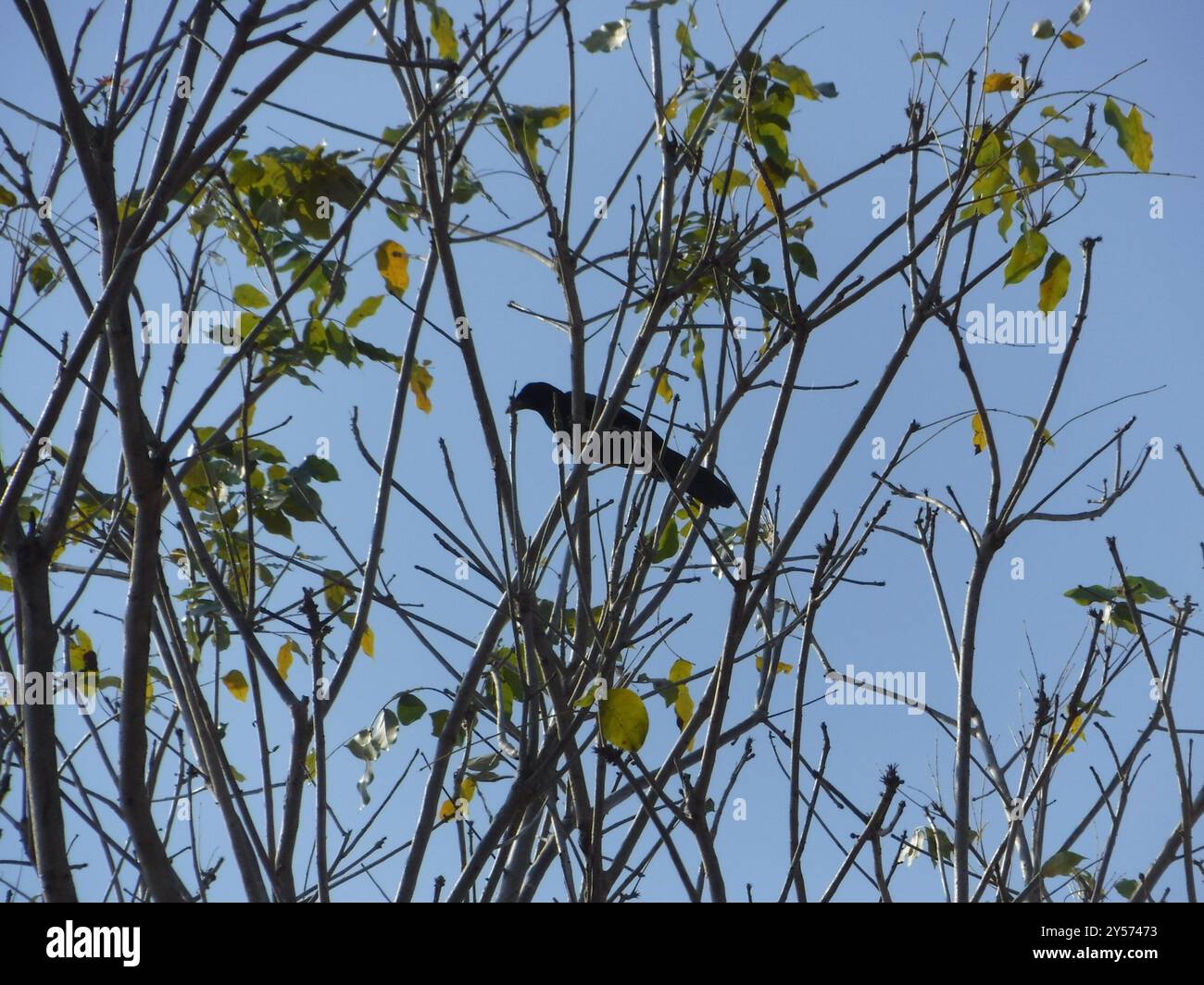 Purplish-backed Jay (Cyanocorax beecheii) Aves Stock Photo - Alamy