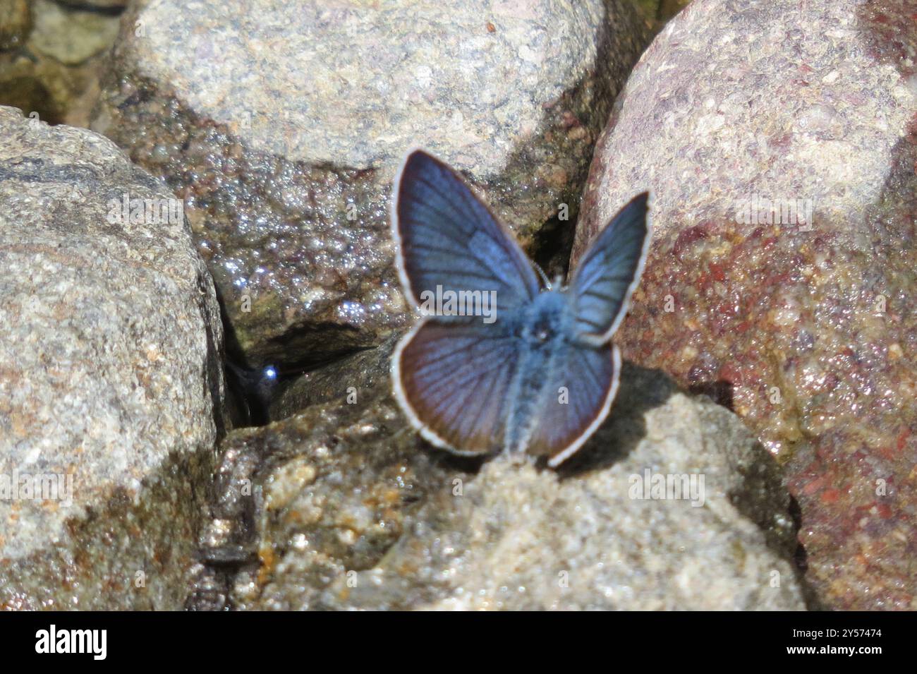 Mazarine Blue (Cyaniris semiargus) Insecta Stock Photo - Alamy