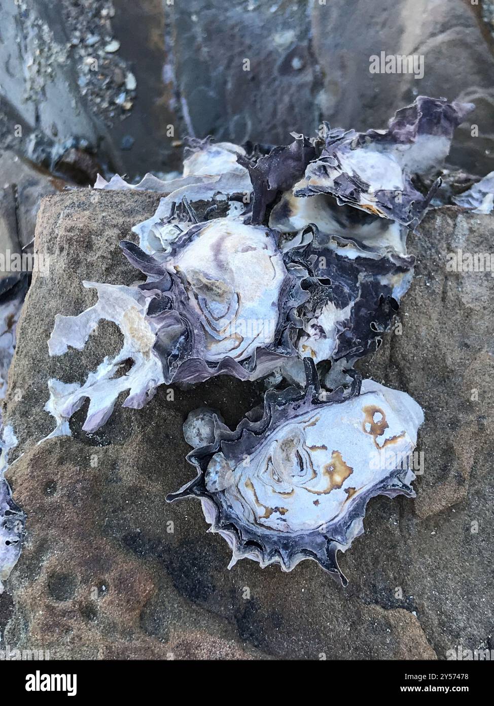 True Oysters (Ostreidae) Mollusca Stock Photo - Alamy