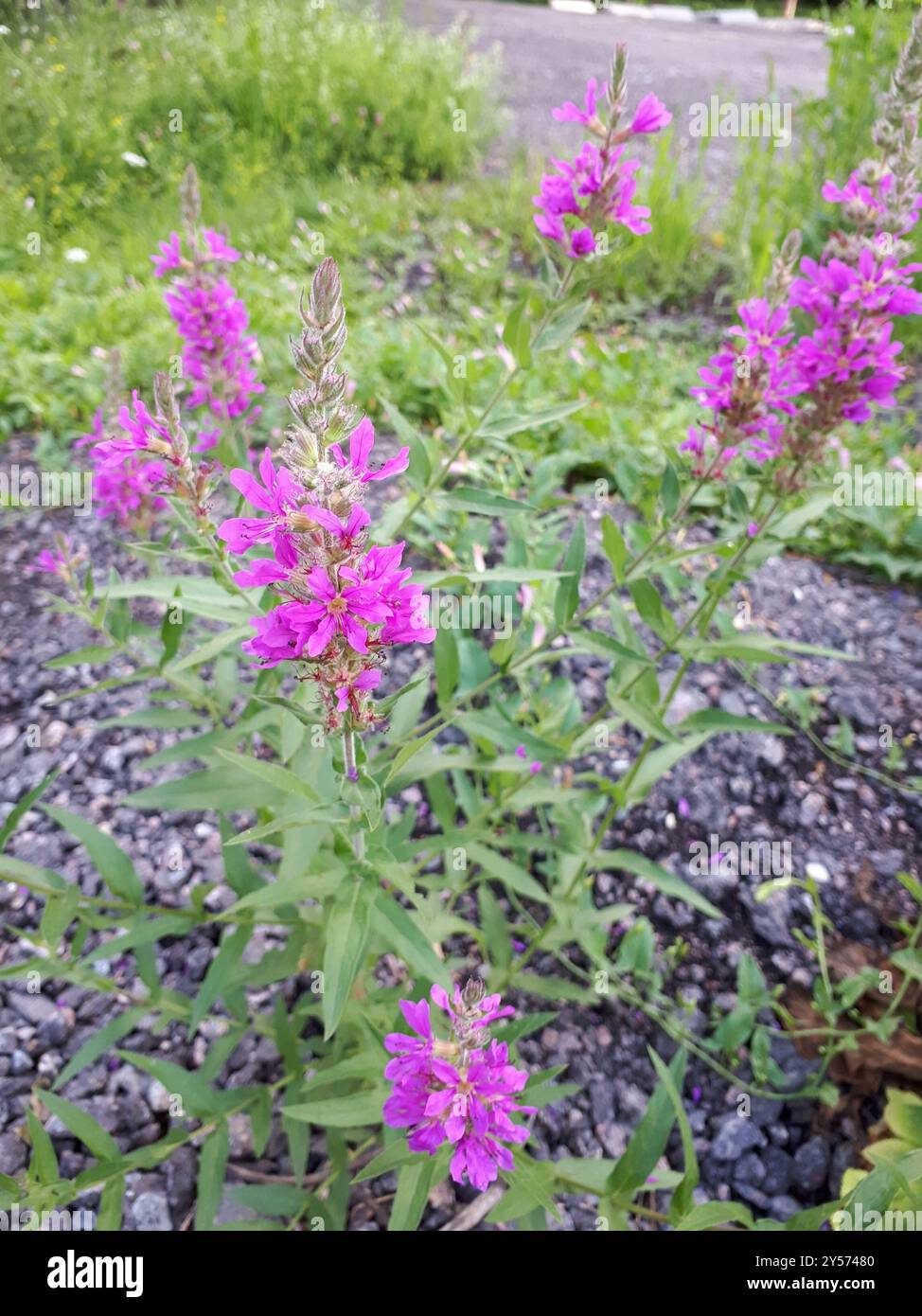 purple loosestrife (Lythrum salicaria) Plantae Stock Photo - Alamy