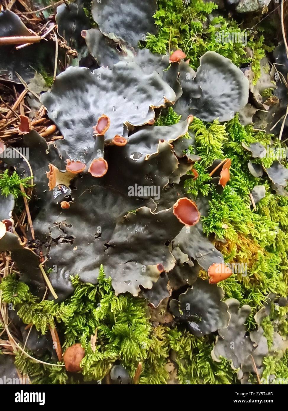 horizontal pelt lichen (Peltigera horizontalis) Fungi Stock Photo - Alamy