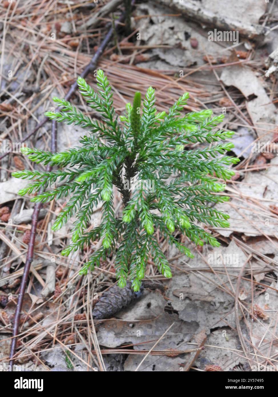 flat-branched tree-clubmoss (Dendrolycopodium obscurum) Plantae Stock ...