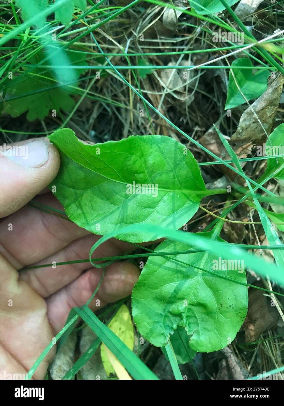 shinleaf (Pyrola elliptica) Plantae Stock Photo - Alamy