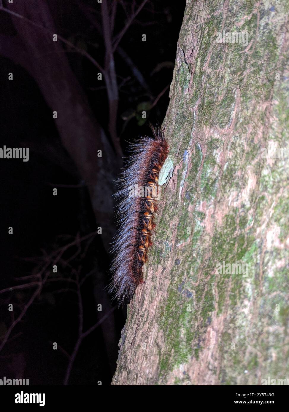 Lappet Moths (Lasiocampidae) Insecta Stock Photo - Alamy
