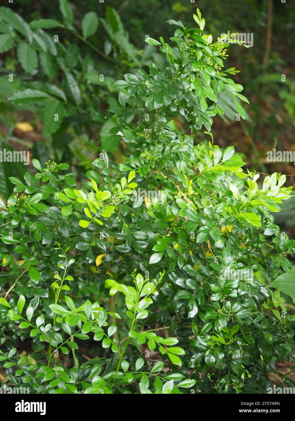 Orange Jasmine (Murraya paniculata) Plantae Stock Photo - Alamy