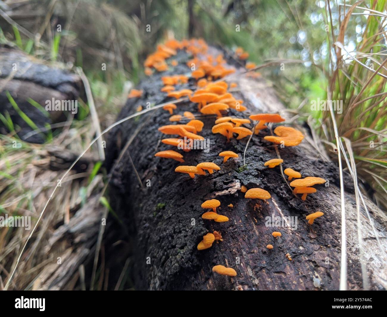orange pore fungus (Favolaschia claudopus) Fungi Stock Photo - Alamy