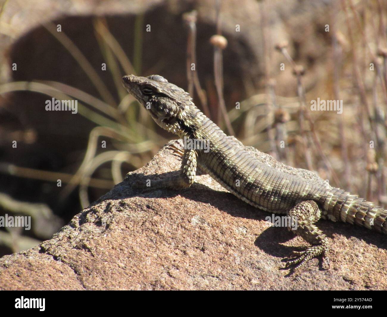 Karoo Girdled Lizard (Karusasaurus polyzonus) Reptilia Stock Photo - Alamy