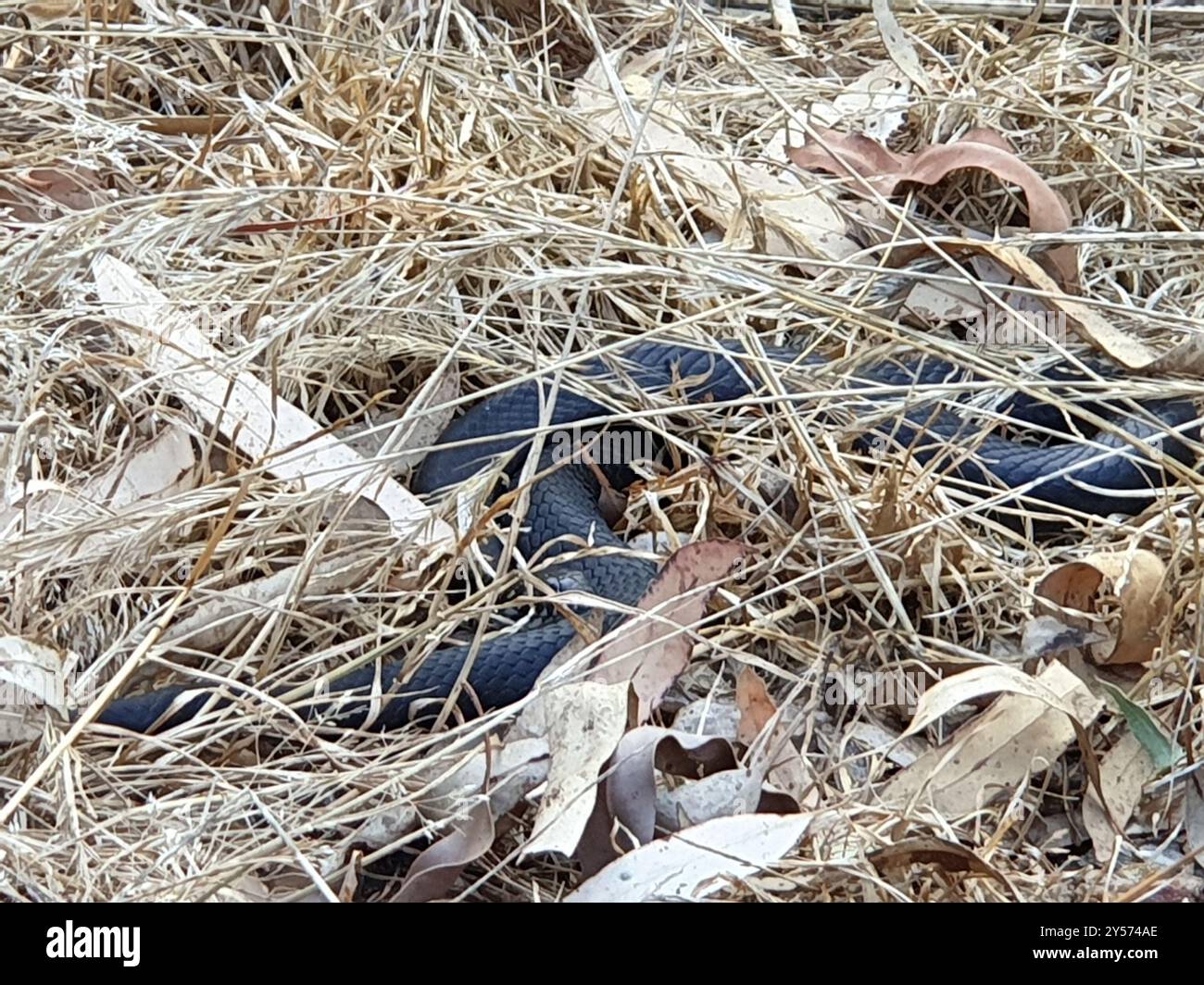 Pygmy Copperhead (Austrelaps labialis) Reptilia Stock Photo - Alamy
