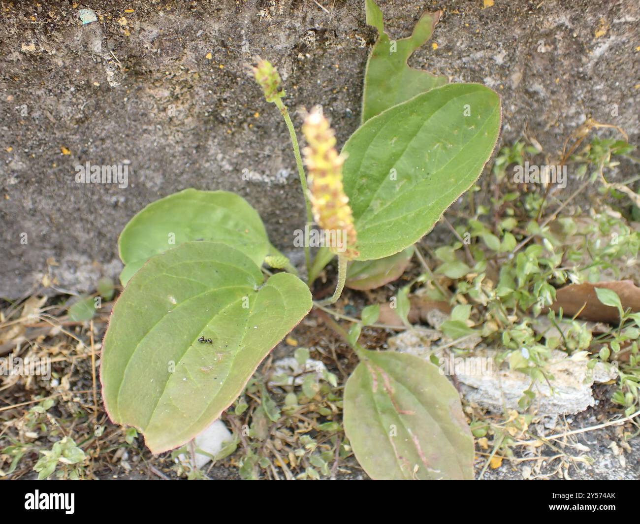greater plantain (Plantago major) Plantae Stock Photo - Alamy