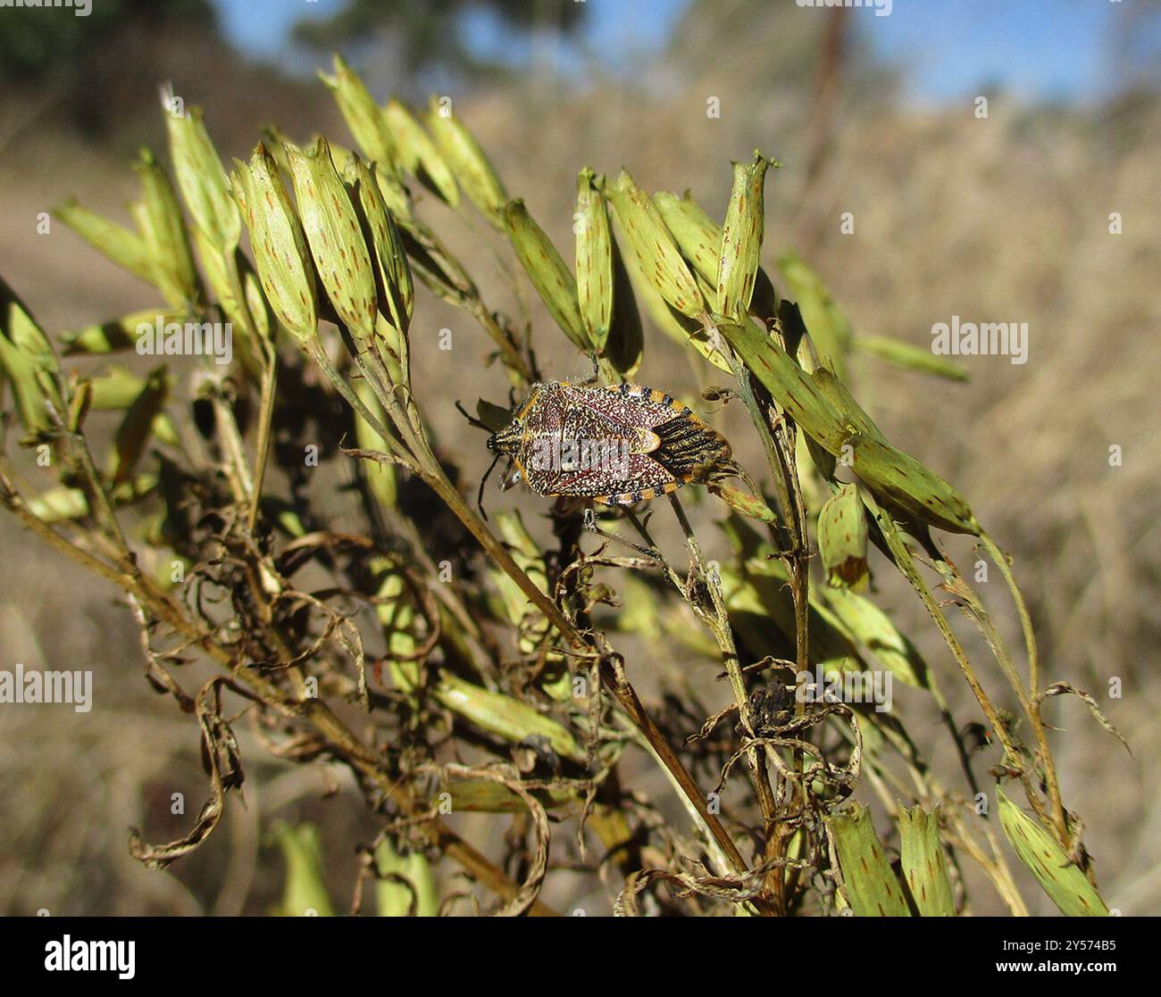 wild marigold (Tagetes minuta) Plantae Stock Photo - Alamy