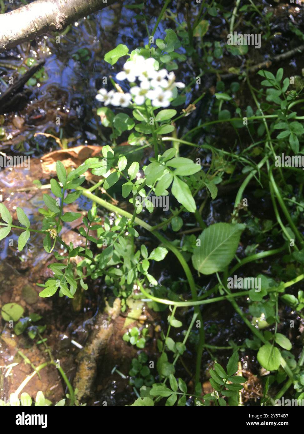 watercress (Nasturtium officinale) Plantae Stock Photo - Alamy