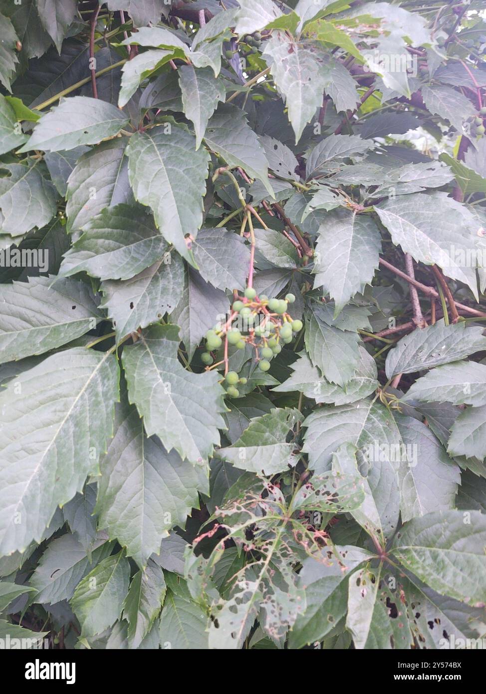 thicket creeper (Parthenocissus inserta) Plantae Stock Photo - Alamy