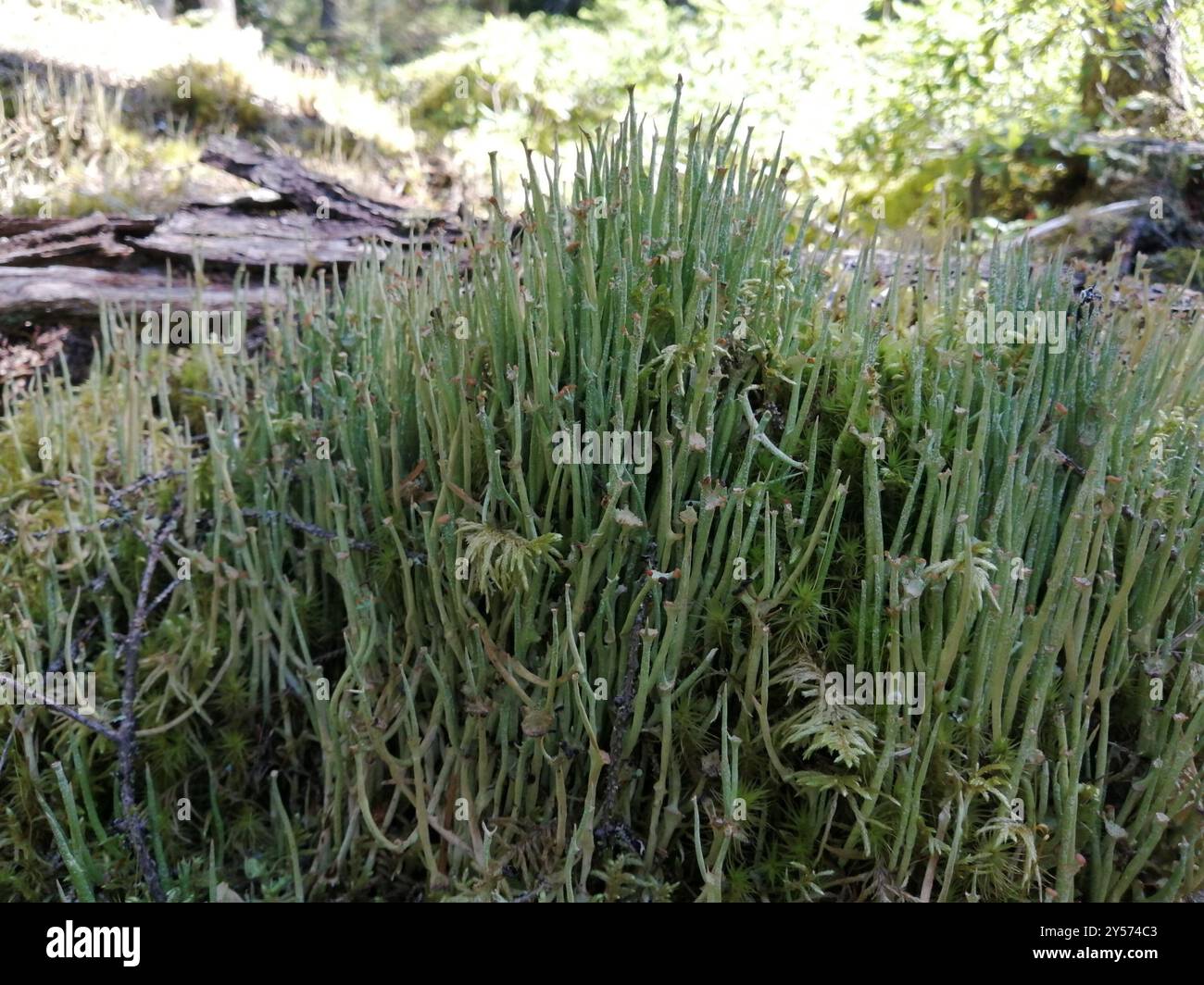 Giant Cladonia Lichen (Cladonia maxima) Fungi Stock Photo - Alamy