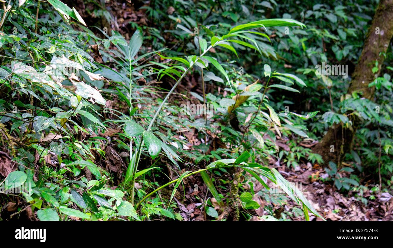 Rattan tree in the jungle. Rattan were also historically known as ...