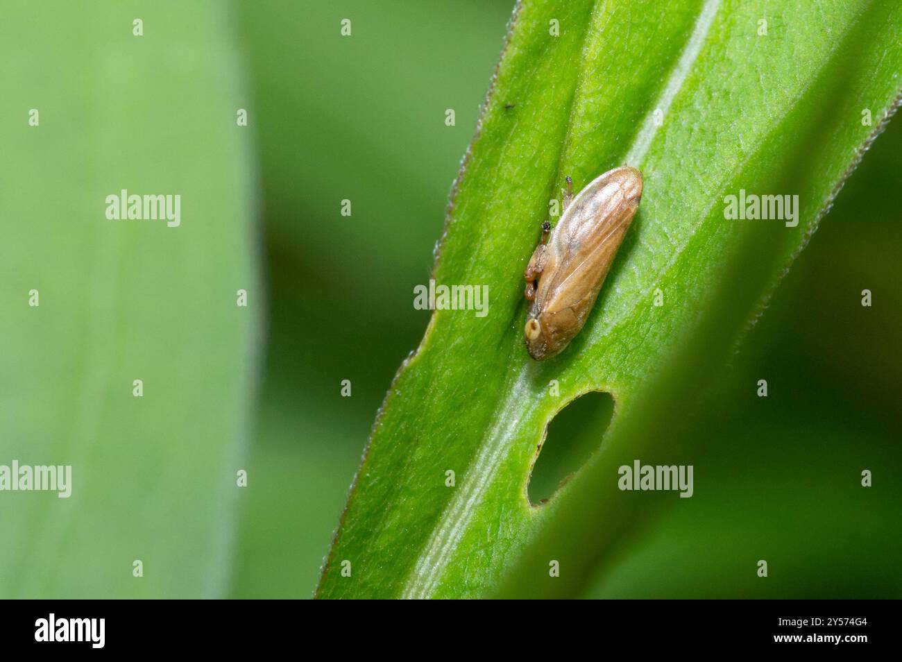 Meadow Spittlebug (Philaenus spumarius) Insecta Stock Photo - Alamy