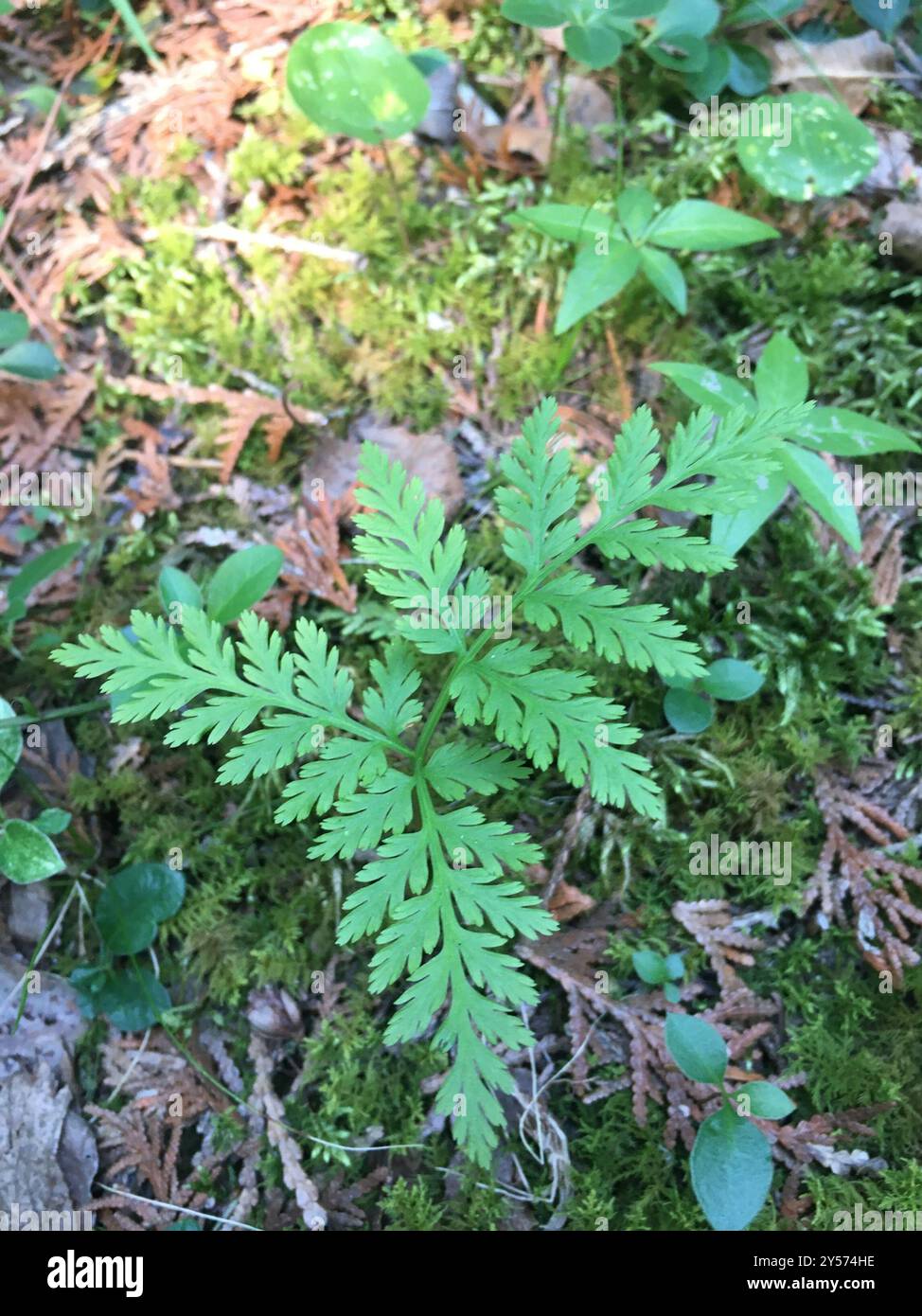 rattlesnake fern (Botrypus virginianus) Plantae Stock Photo - Alamy